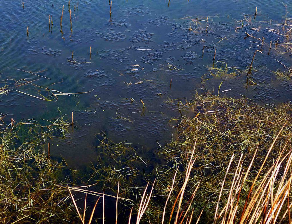 Laich – Bioplan – Hammerich, Hinsch & Partner | Biologen & Geographen PartG