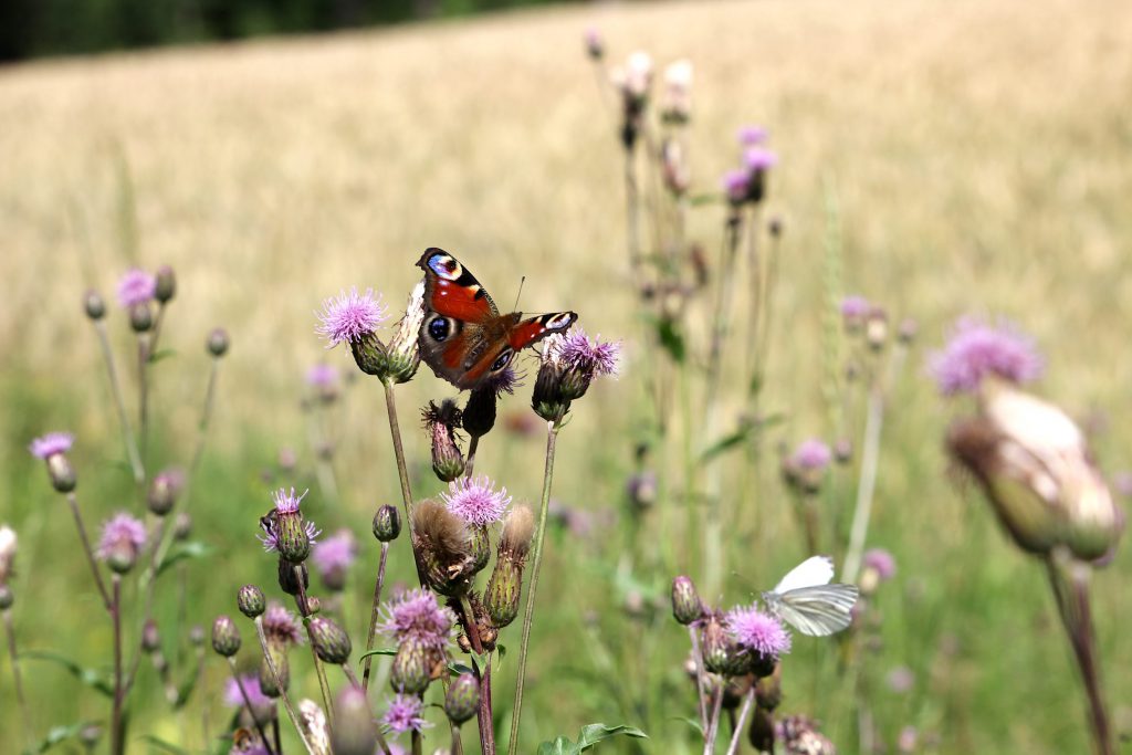 Pfauenauge – Bioplan – Hammerich, Hinsch & Partner | Biologen ...